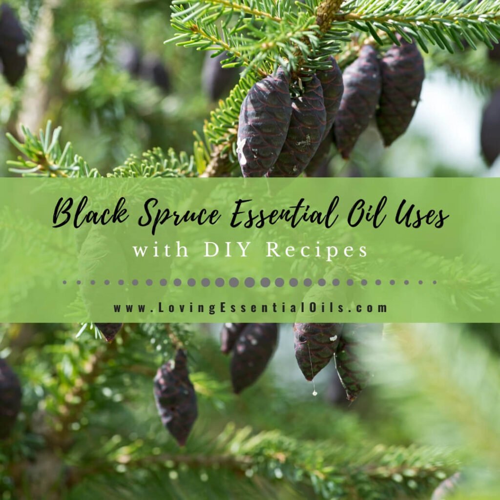 Recetas, usos y beneficios del aceite esencial Black Spruce Spotlight – Essential Oils We Love ...